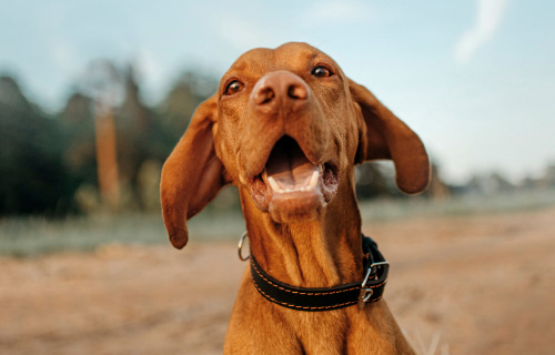 All Dogs Unleashed: Changing the Lives of Dogs Everywhere | Franchise ...